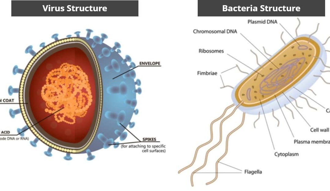 What are the Differences Between Viruses and Bacteria? - SCALAR LIGHT