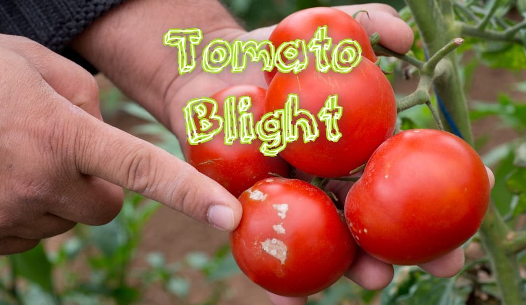 Tomato Blight - How to Tackle It | Scalar Light | Plant Care