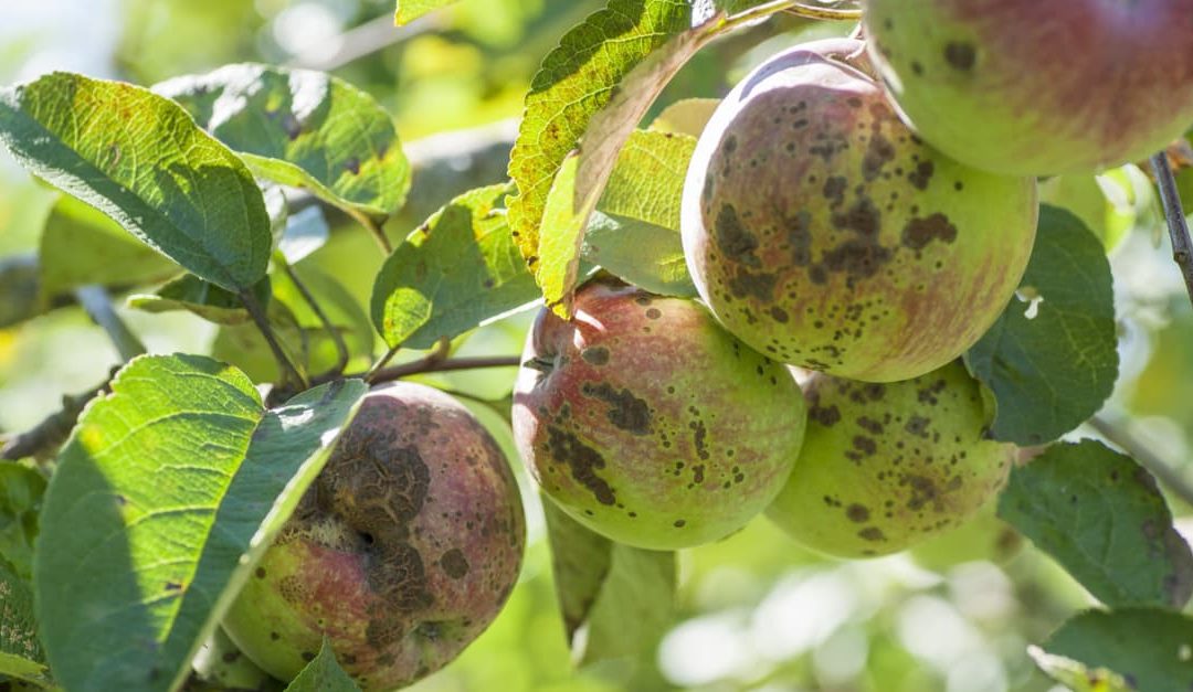 Apple Scab and How To Treat It | SCALAR LIGHT | Plant Care