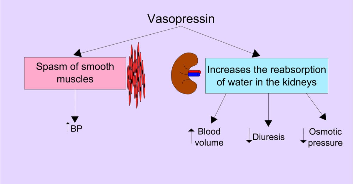 Vasopressin - Characteristics And Functions - SCALAR LIGHT